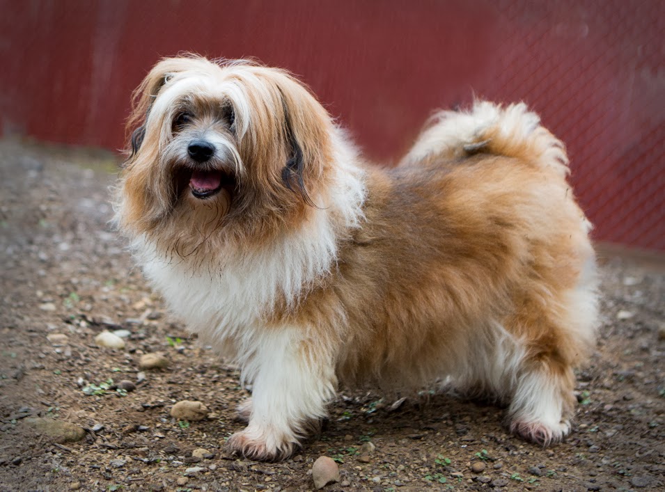 Shelter Dogs of Portland: "TINA" cheerful lhasa mix