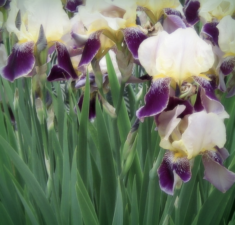 Allsparklesofnow: Irises