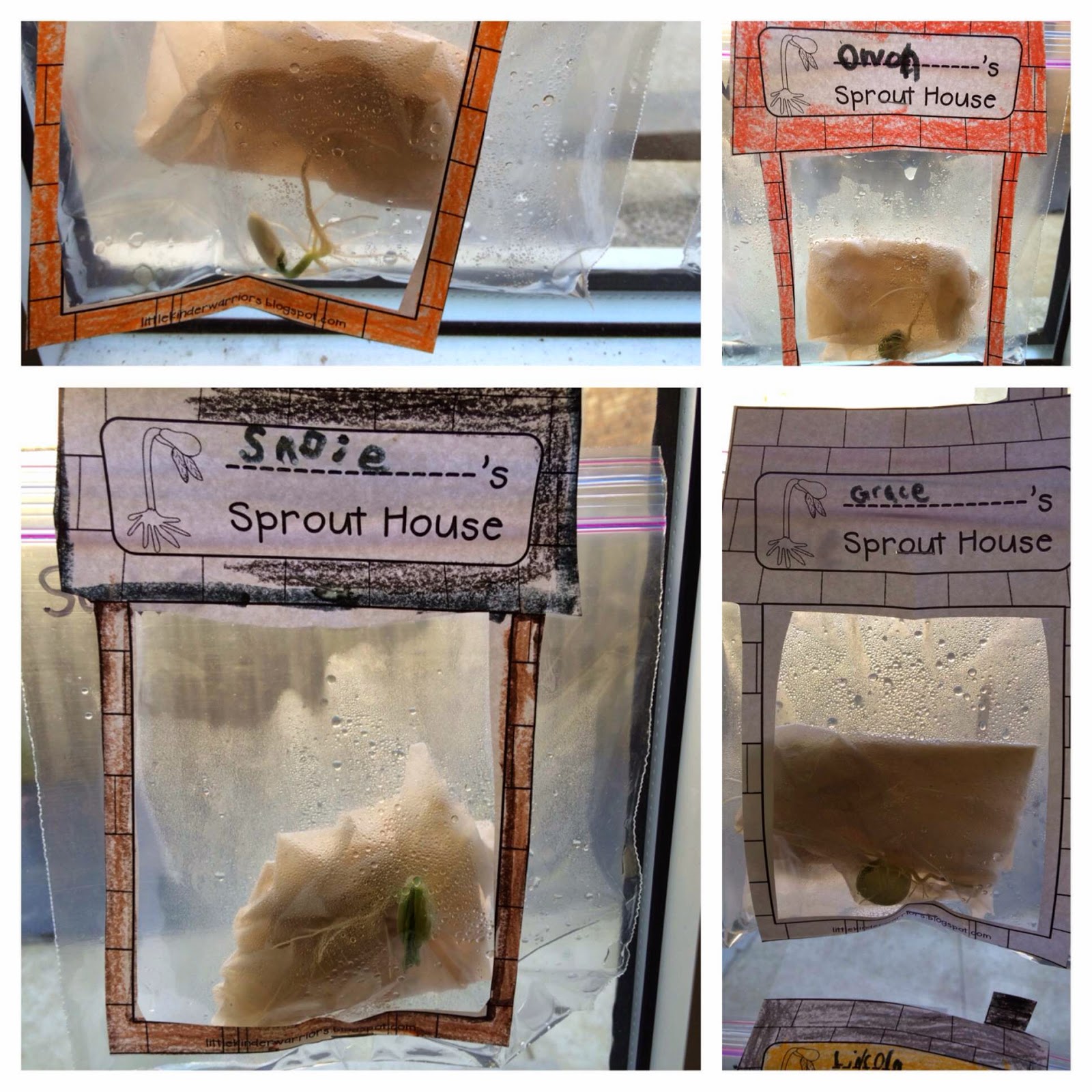 The Garden Where Kinder Grows: My Little Sprout House: Lima Beans