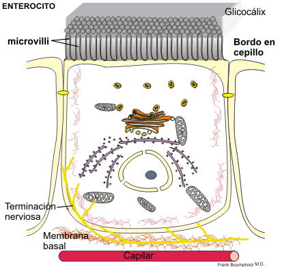 TERÀPIES NATURALS: de juliol 2019