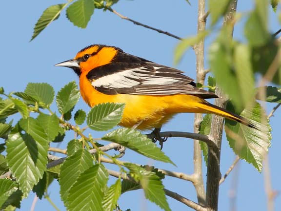 Ecobirder: Bullock's Oriole