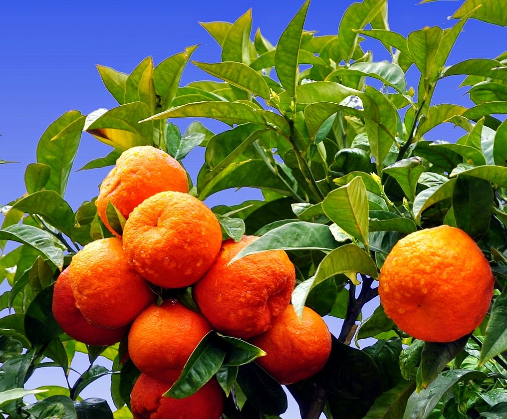 Twoje nalewki: Nalewka mandarynkowa ze skórek