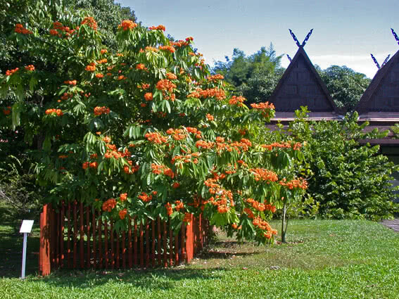 Top 10 flowering trees of India | All In One ALP
