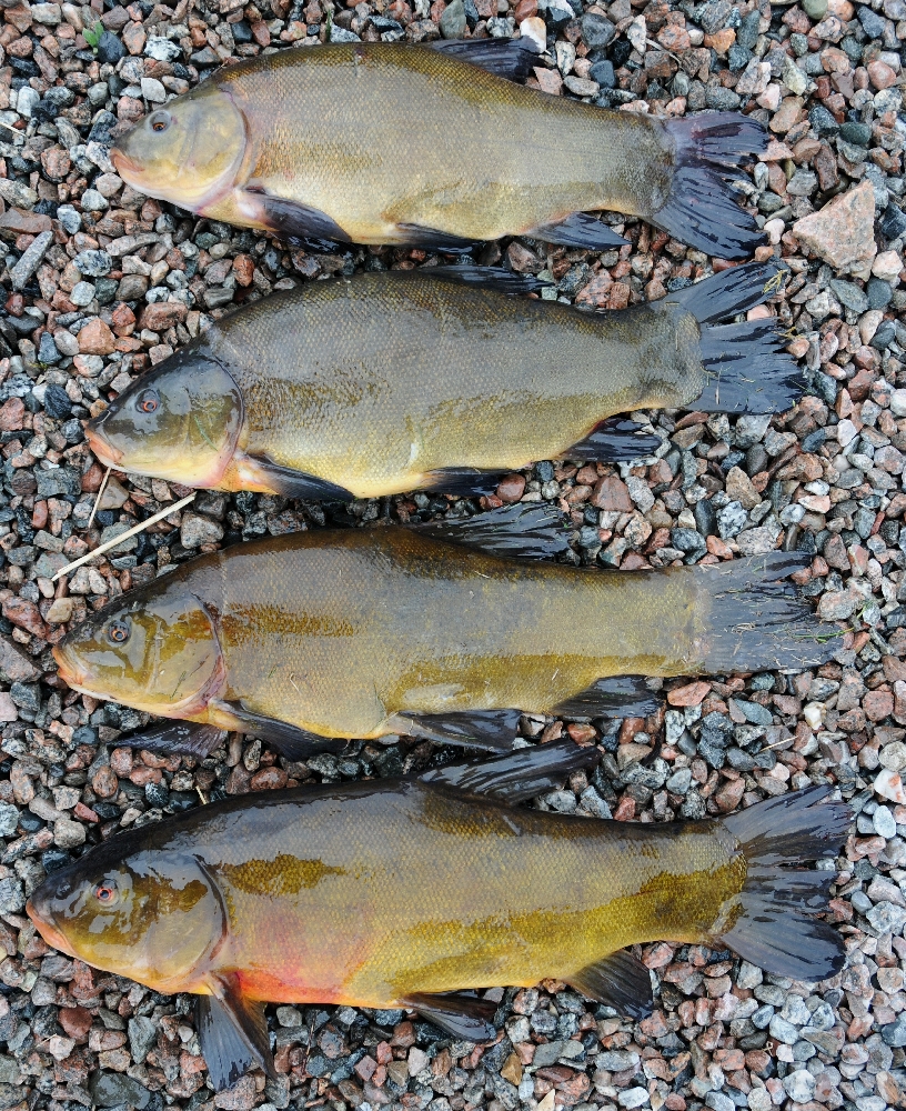 Artes de Pesca: VAMOS A PESCAR TENCA