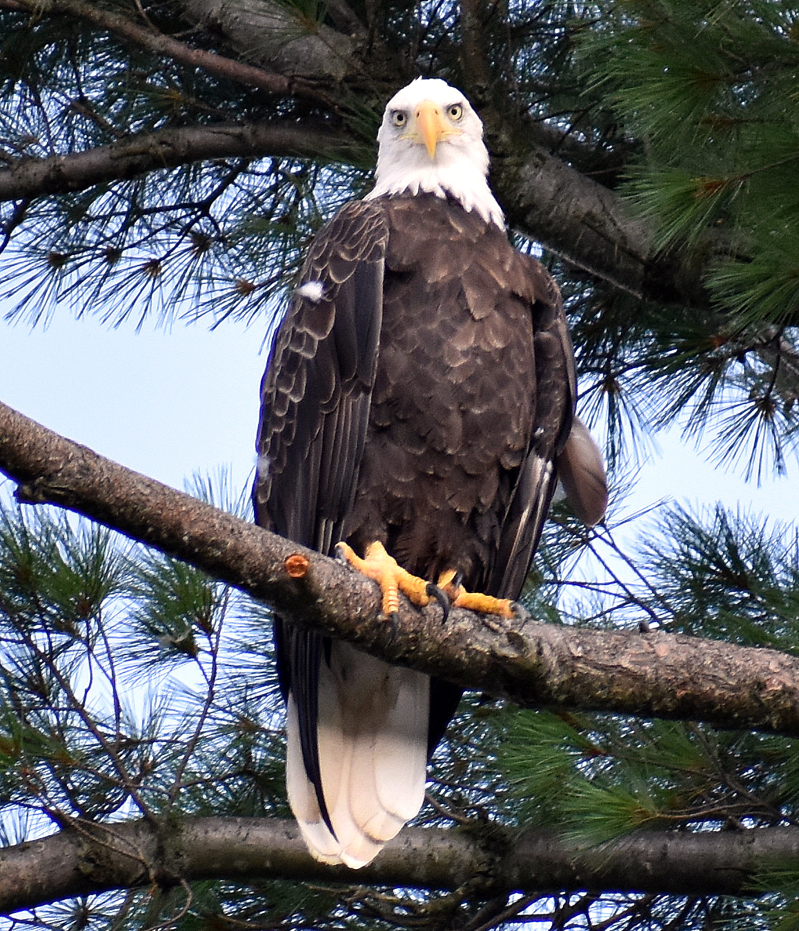 On the Light Side: The Eagle Has Landed