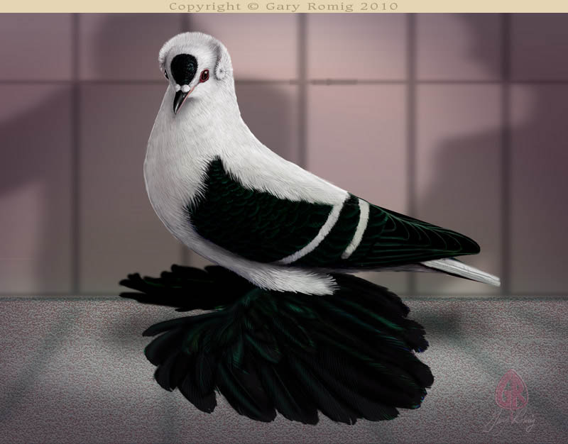 Pellumbat: Pellumbat Dallendyshe (swallow pigeon)