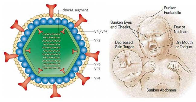 ROTAVIRUS