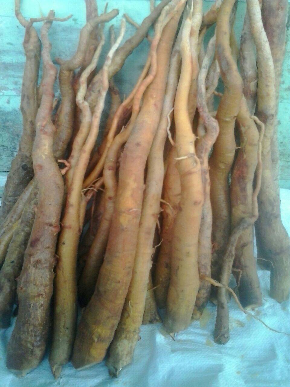 SIMPLISIA FARMAKOGNOSI LENGKAP: RADIX