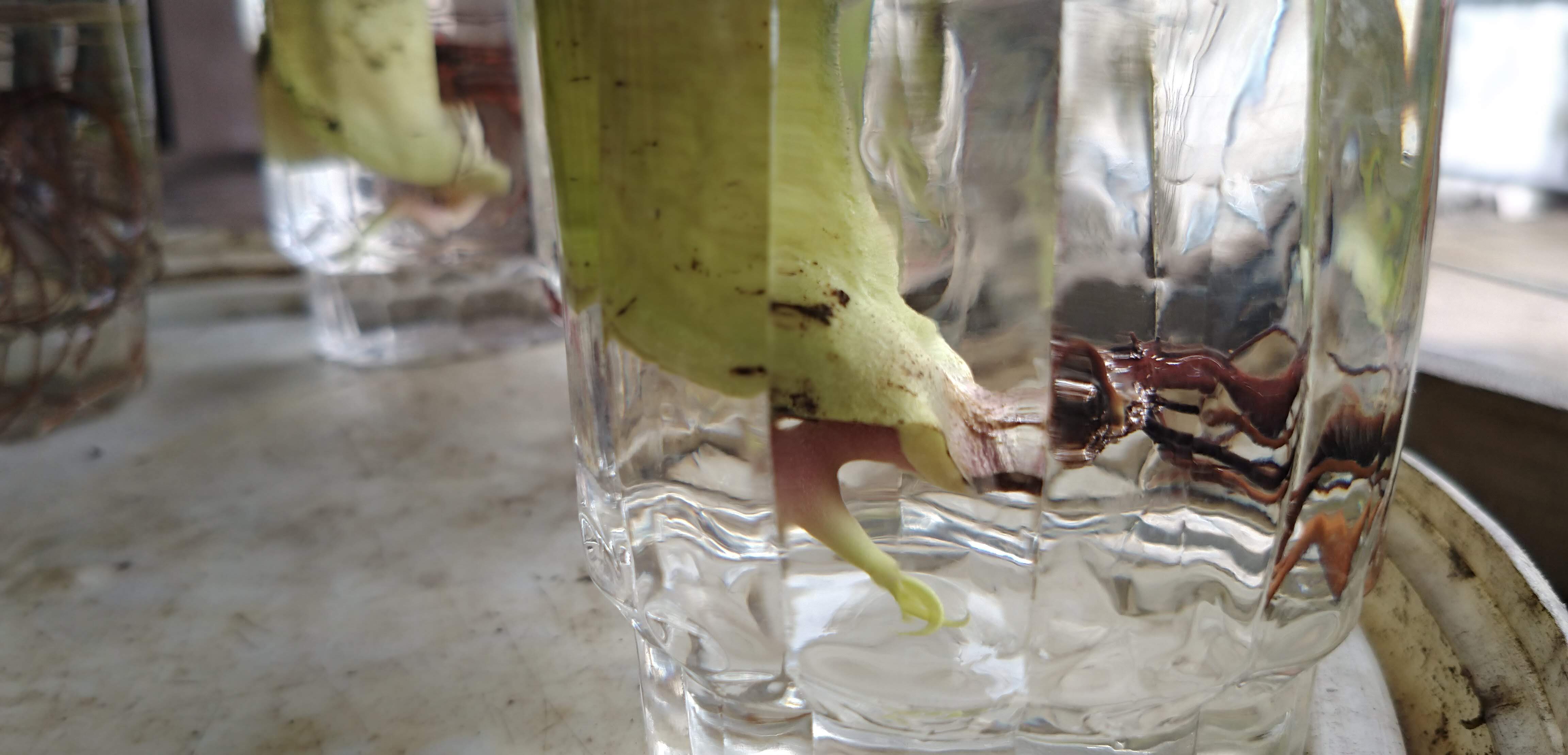 Mango Seed Germination in Water