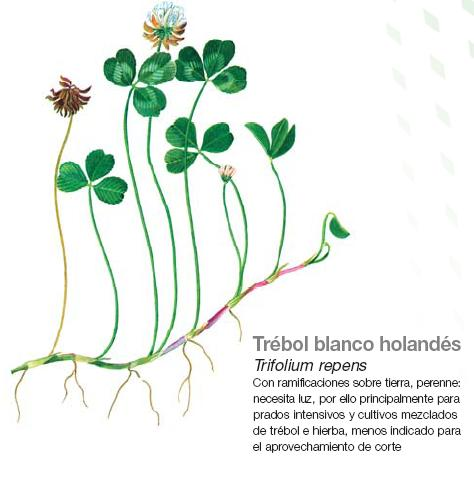 Agrostologia y Zootecnia: Zonas de vida