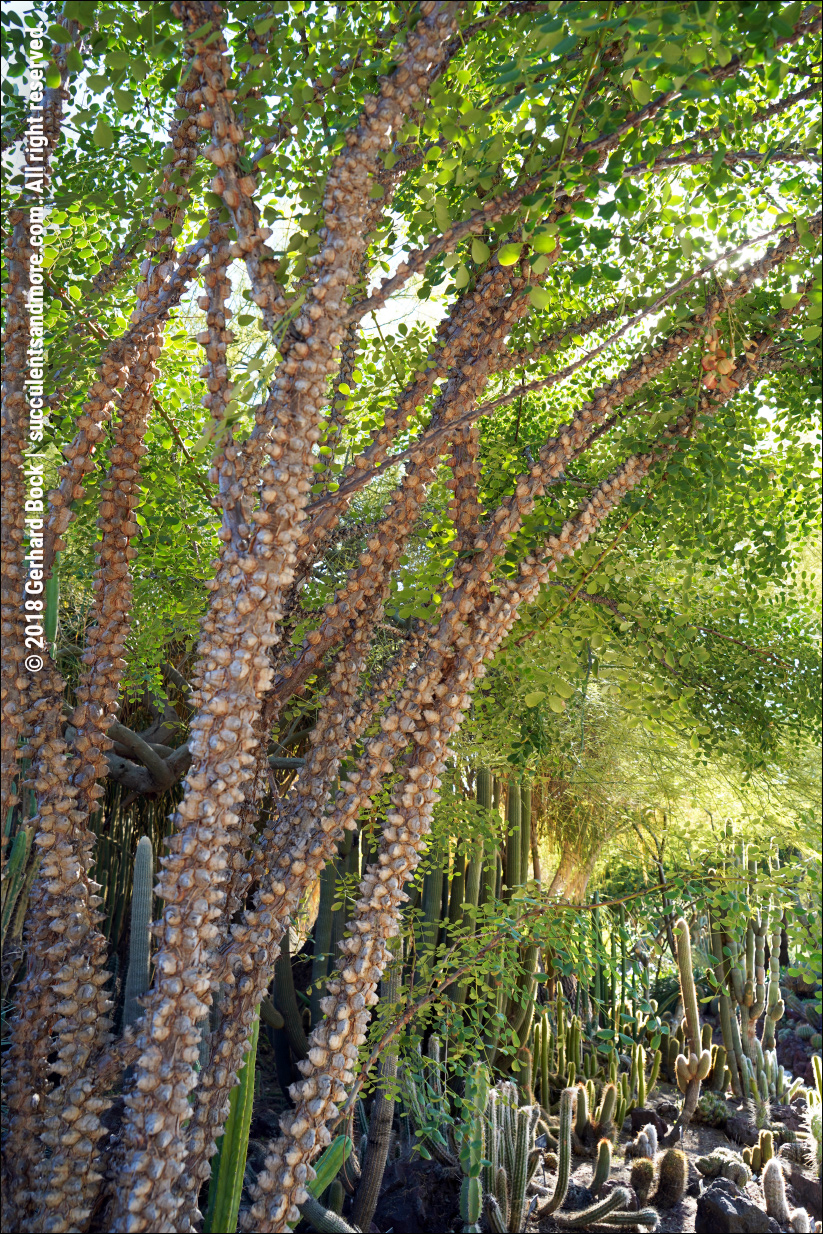 Huntington Desert Garden eye candy for the holidays (New World 1)