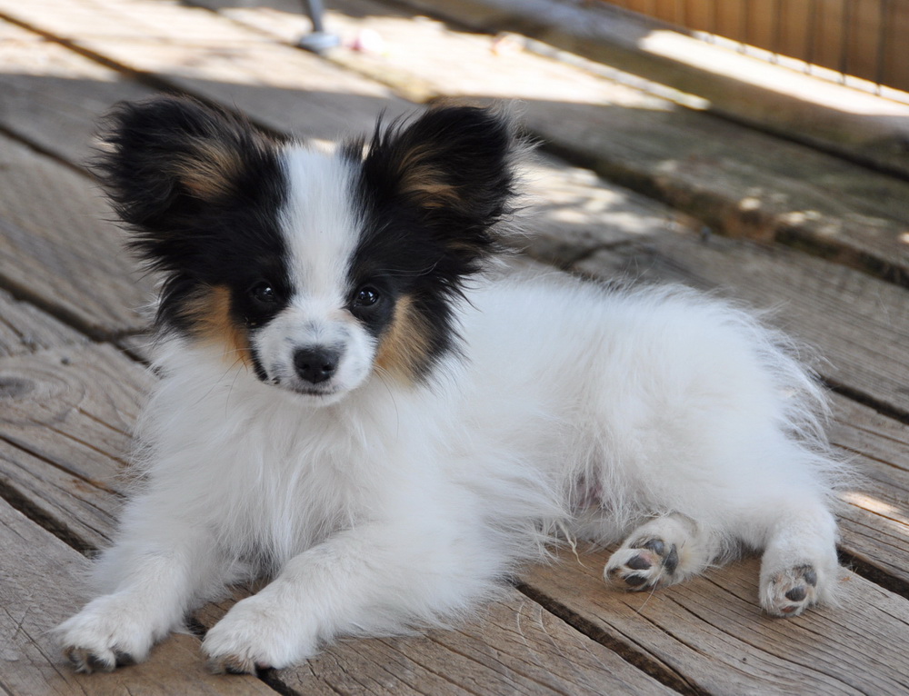 Road's End Papillons : 4 months old Papillon Puppy