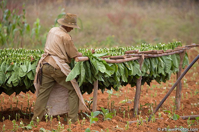 How to Grow Tobacco in Australia