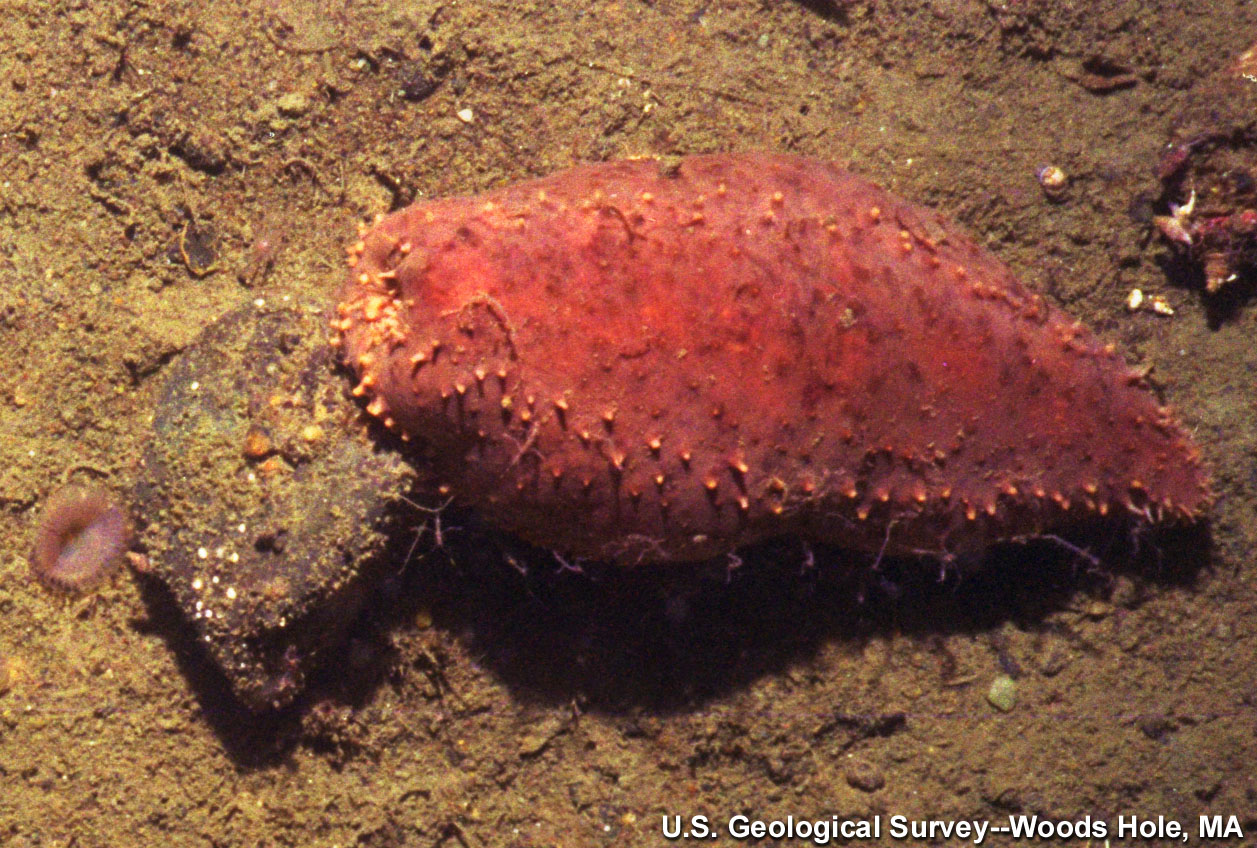 Biology of Animals: Cucumaria sp. (sea cucumber)