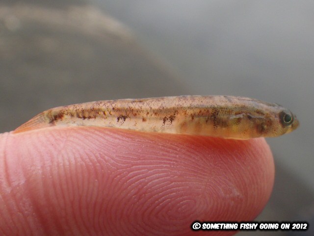 Something Fishy Going On: October 2012