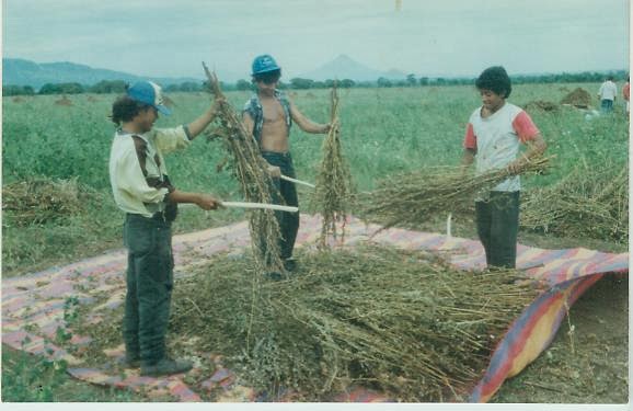 Center for Development in Central America: Tour the Sesame Processing Plant
