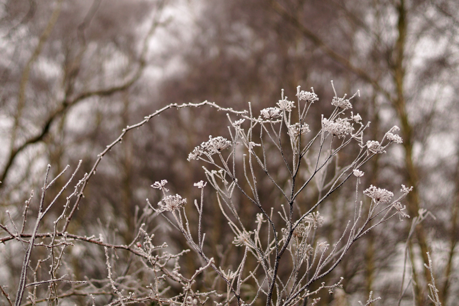 Frost pocket - Sophie in the Sticks