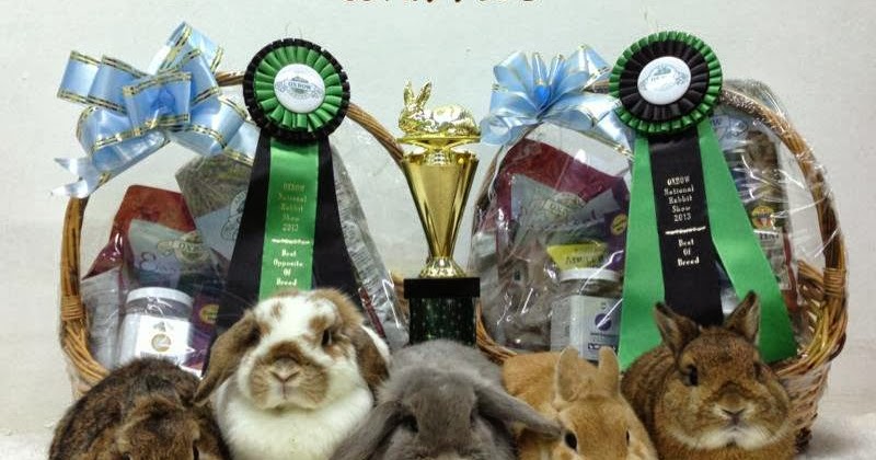 Rabbits for sale in Singapore!: Rabbitsforyou