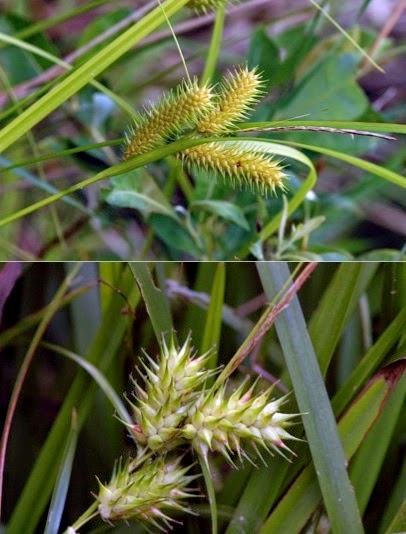 Field Biology in Southeastern Ohio: Carex Sedges part 1, big and showy
