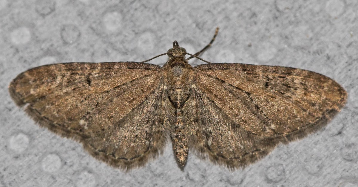 Butterflies, Dragonflies, Moths & other Insects: Common Pug