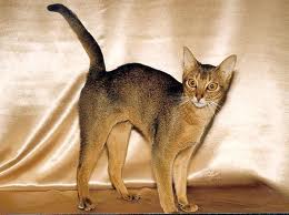Encyclopedia of Cats Breed: Ruddy Abyssinian Cat | Tawny or Usual
