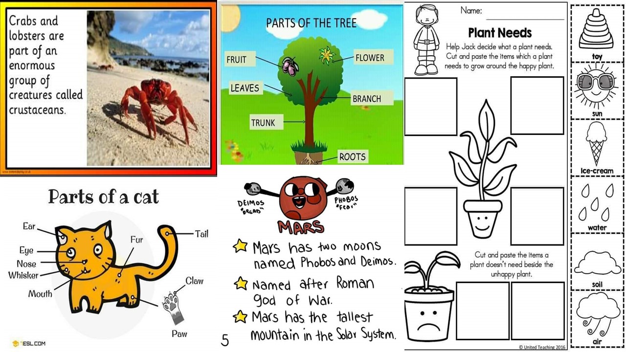 SCIENCE IMs - The Teacher's Craft