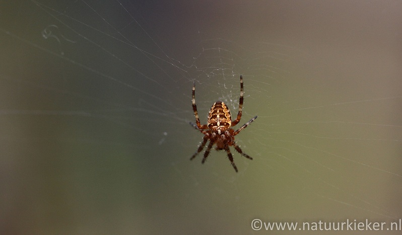 De Kruisspin- Araneus diadematus