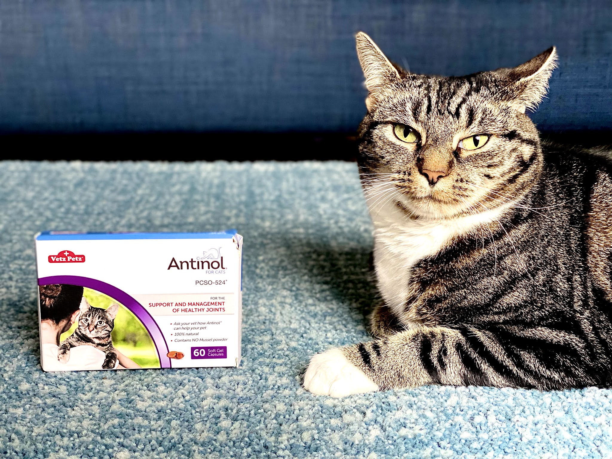Supporting Joint Health & Mobility in Cats with Antinol - Counting To Ten
