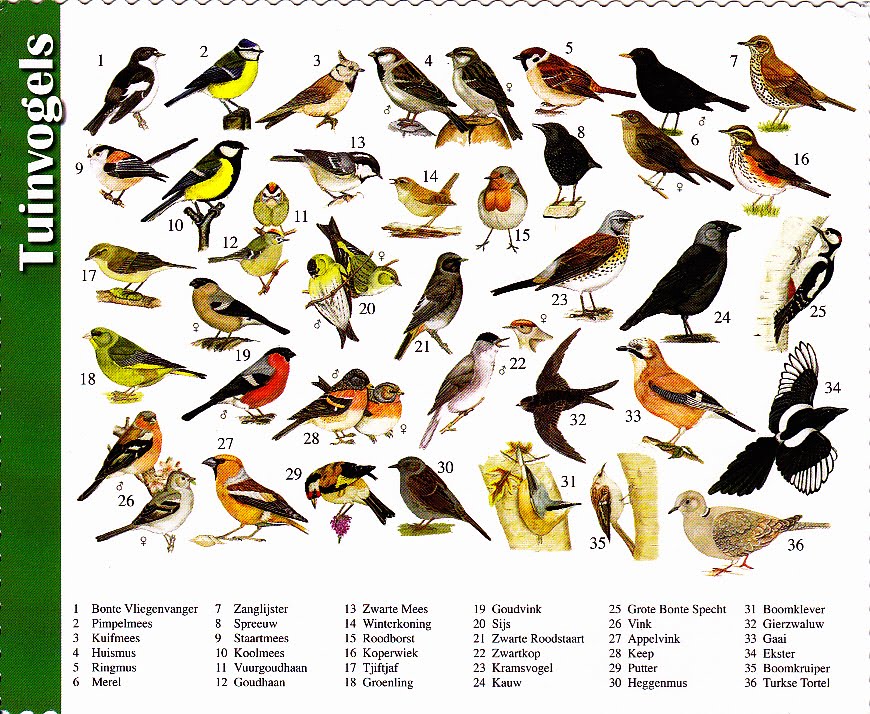 Postcard A La Carte: Netherlands - Multiples of Birds