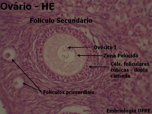 Embriologia UFPE: Ovogênese