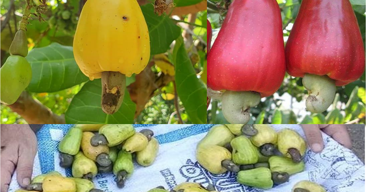 Bicara Mentari: BUAH GAJUS RASA KELAT MANIS