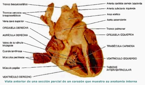Anatomía del corazón