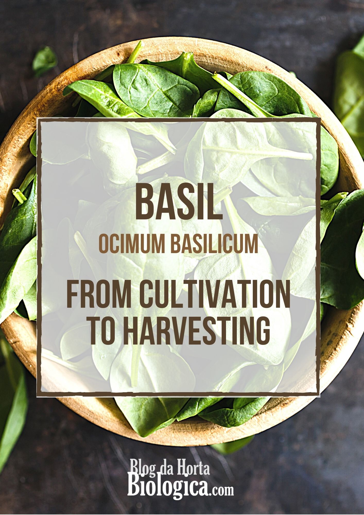 Basil - From Cultivation to Harvesting
