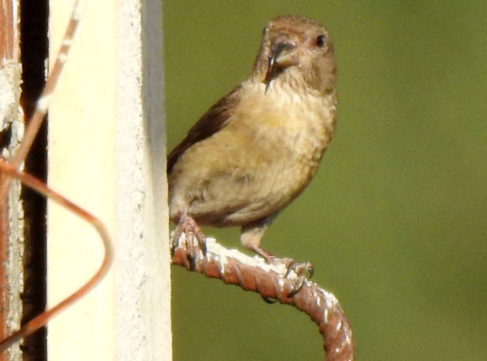 PASARI DIN ROMANIA: FORFECUTA (1), Loxia curvirostra