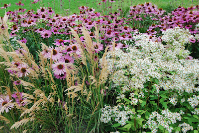 Colette Charsley Landscape Design: Prairie Planting