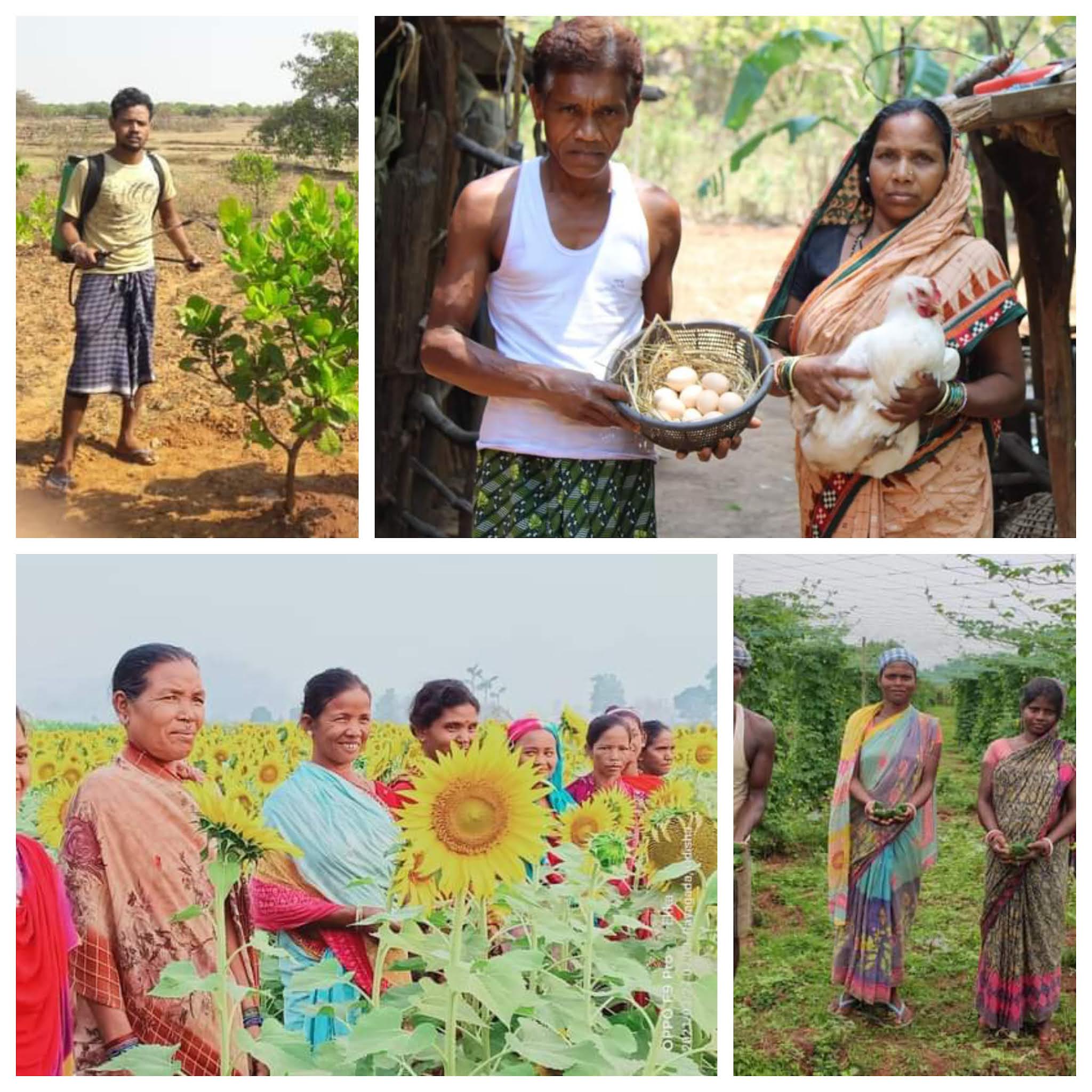 Métodos Tradicionais de preservação de Alimentos, controle de pragas ...