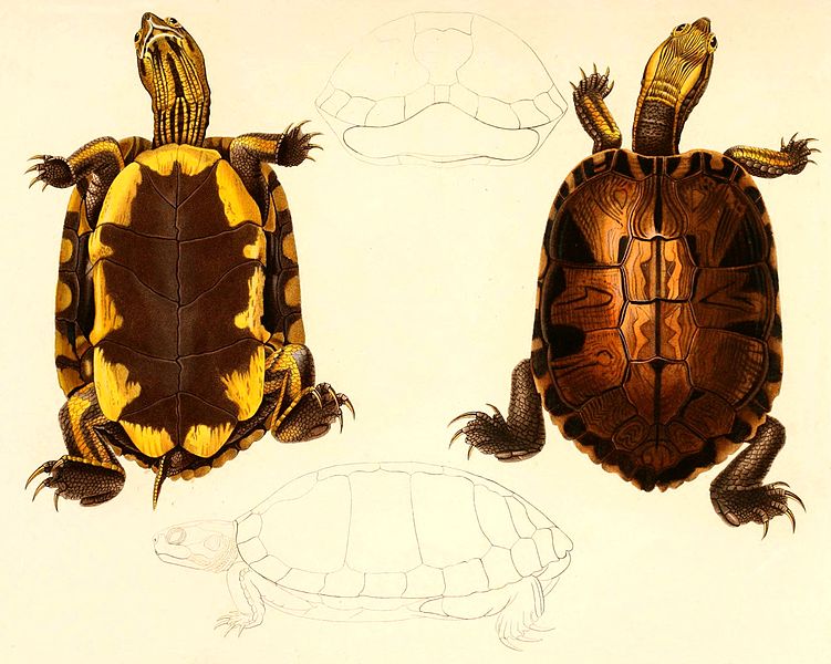 Tortugas Uruguay: Trachemys dorbigni ("Tortuga Morrocoyo, "Tigre d'agua")