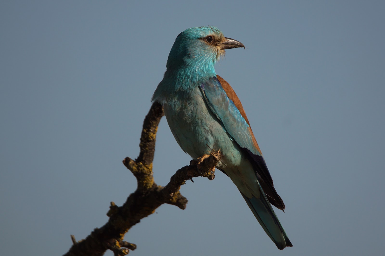 Pasión por las aves: Carraca europea,(Coracia garrulus)