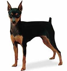 Wszystko o psach: Pinczer miniaturowy