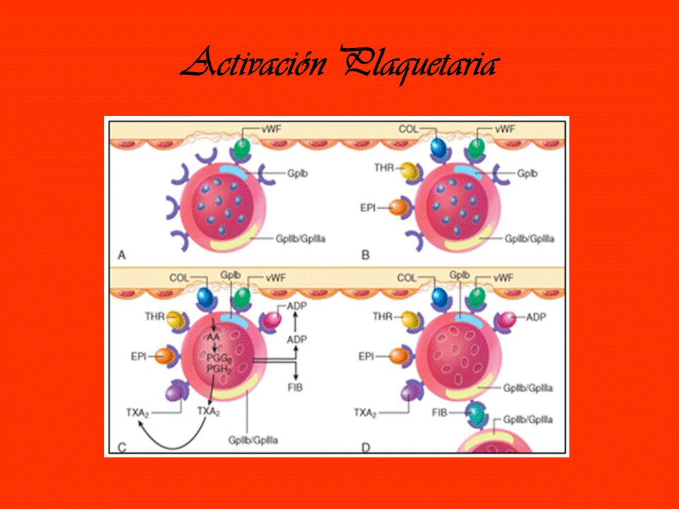 Mi1012: PLAQUETAS, COAGULACION Y FIBRINOLISIS