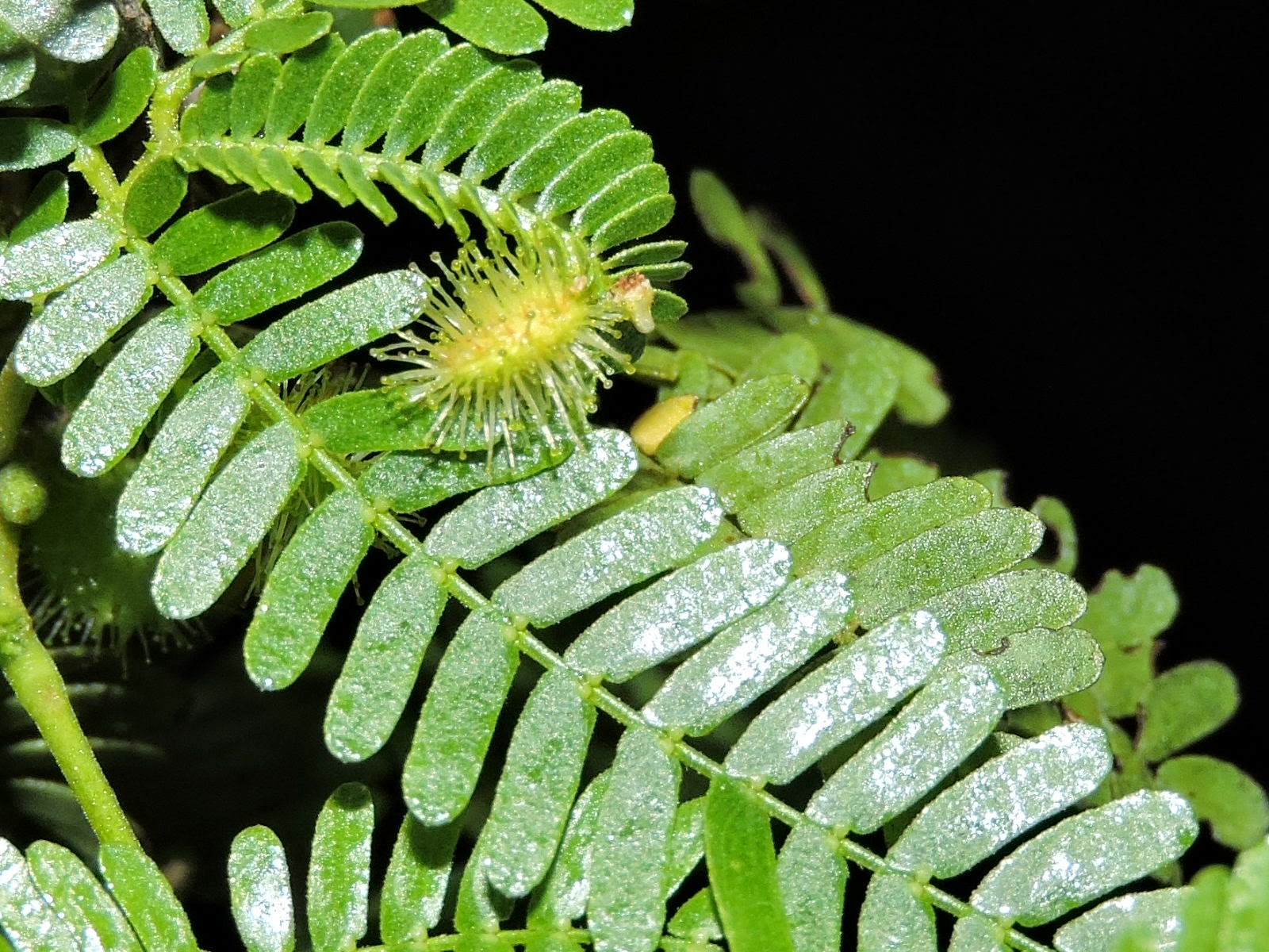 Fabaceae - Leguminosae no Brasil: Fabaceae - Mimosa tenuiflora (Willd ...