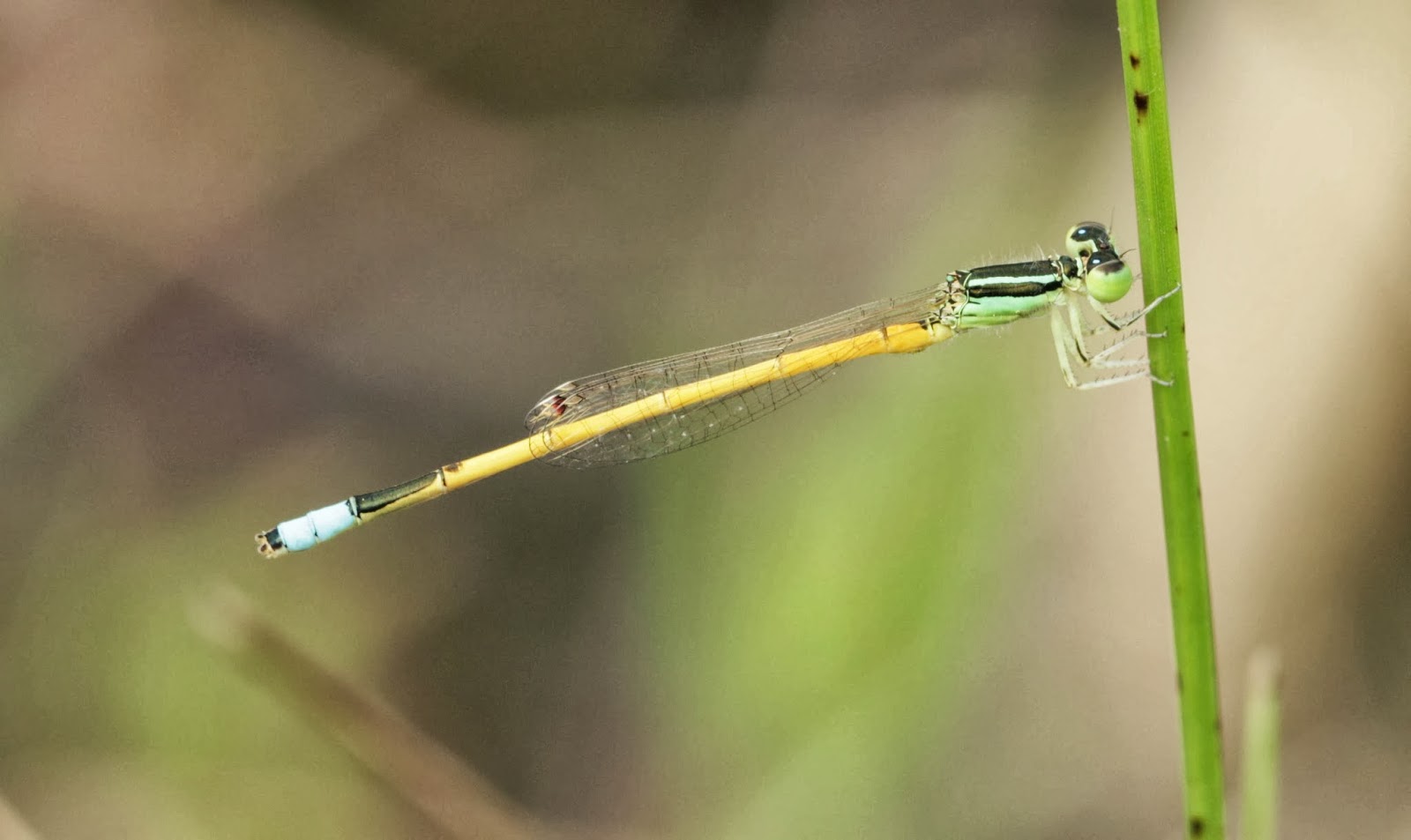 Dragonflies and damselflies of Vietnam: Ischnura carpentieri and ...