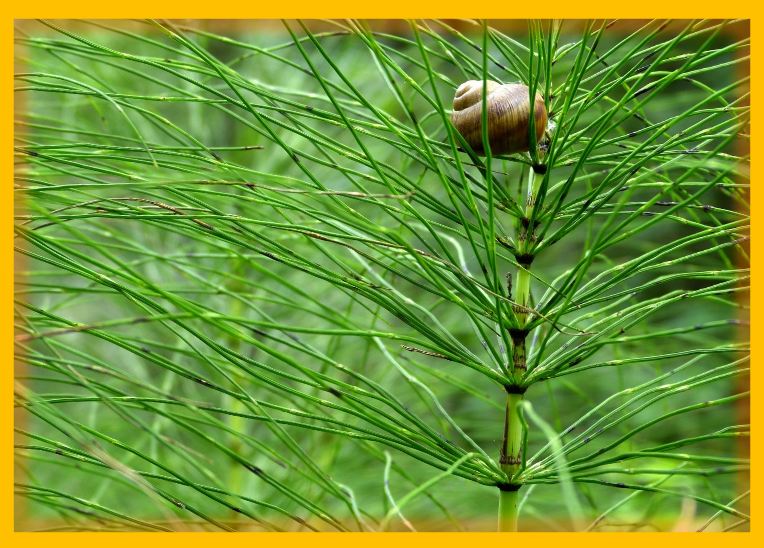 Equisetos - Cola de caballo