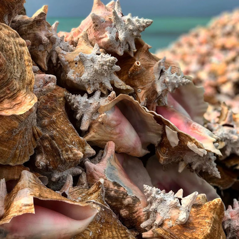 Conch Island — A Huge Cemetery of Millions of Conch Shells