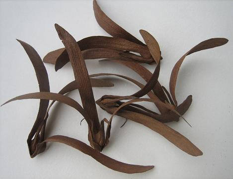 Azka Aka Ryuu: Pohon Meranti (Shorea .sp)