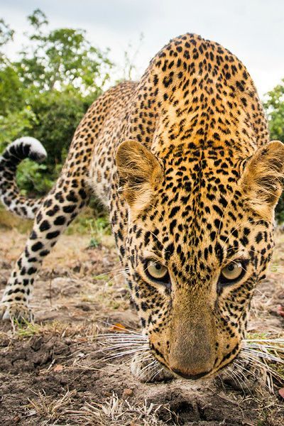Leopardo (Panthera pardus) - Fox Press™