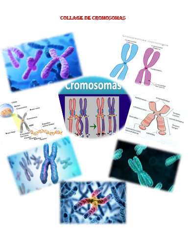 Collage de cromosomas
