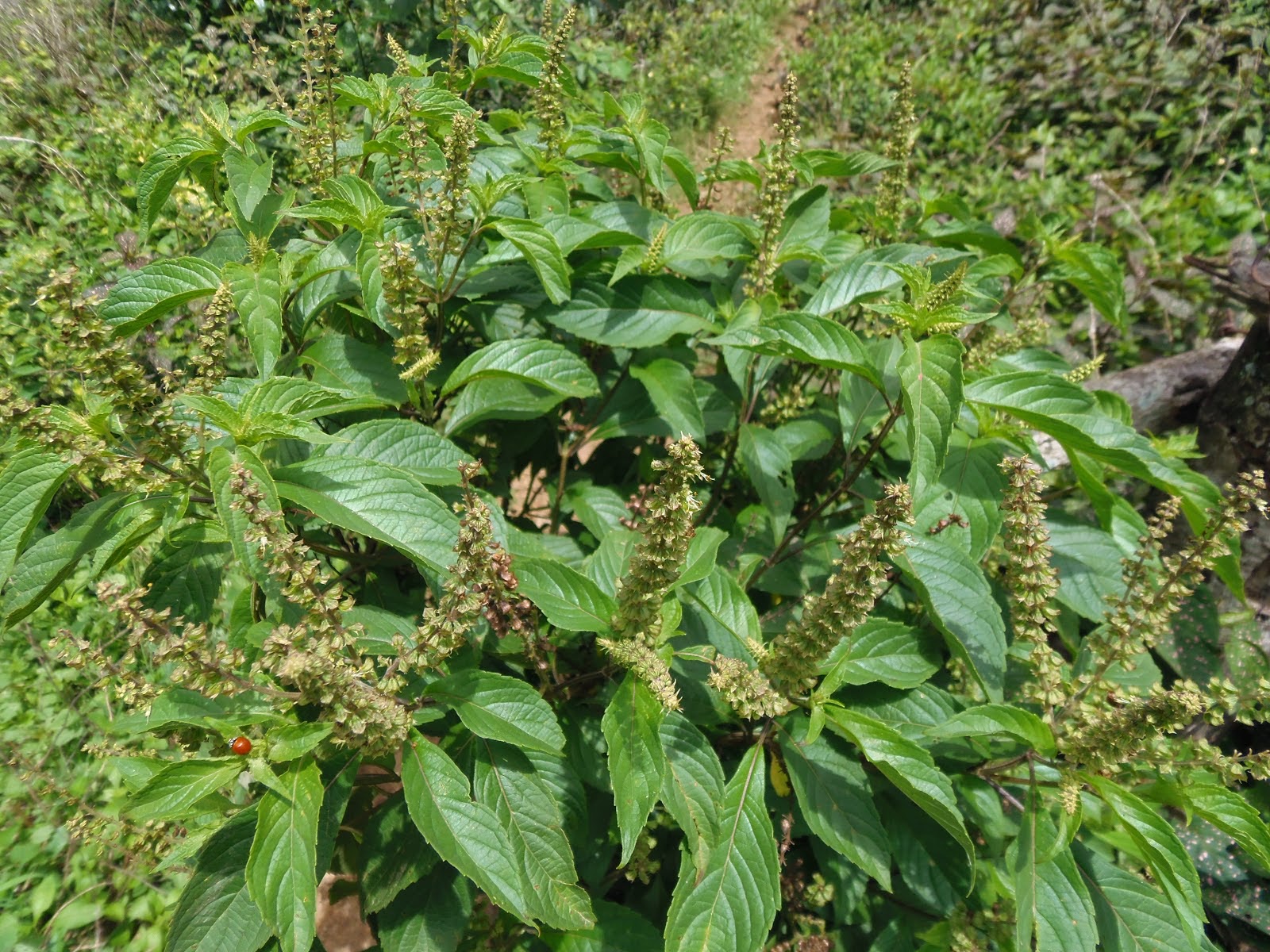 Mosqueiro Pará Brasil: Plantas Medicinais utilizadas por moradores ...