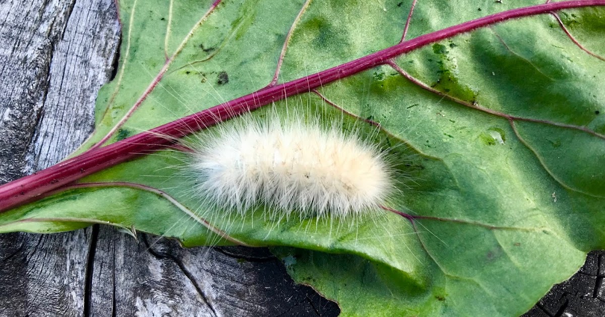Powell River Books Blog: Coastal BC Insects: Yellow Woolly Bear Caterpillar