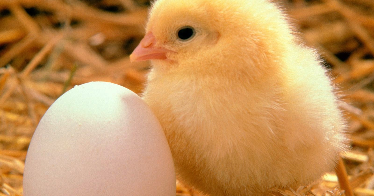 Gambar Hewan Ovipar Ovovivipar Dan Vivipar - Gwenn Kimbrel